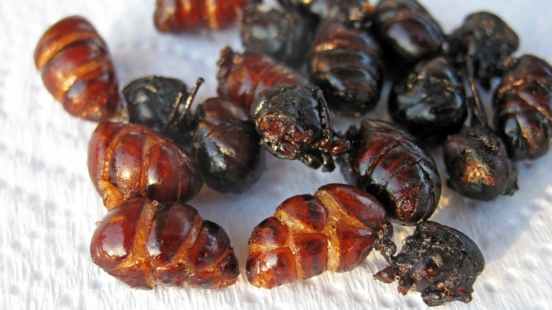 7 Strange Foods You Need to Try in Latin America