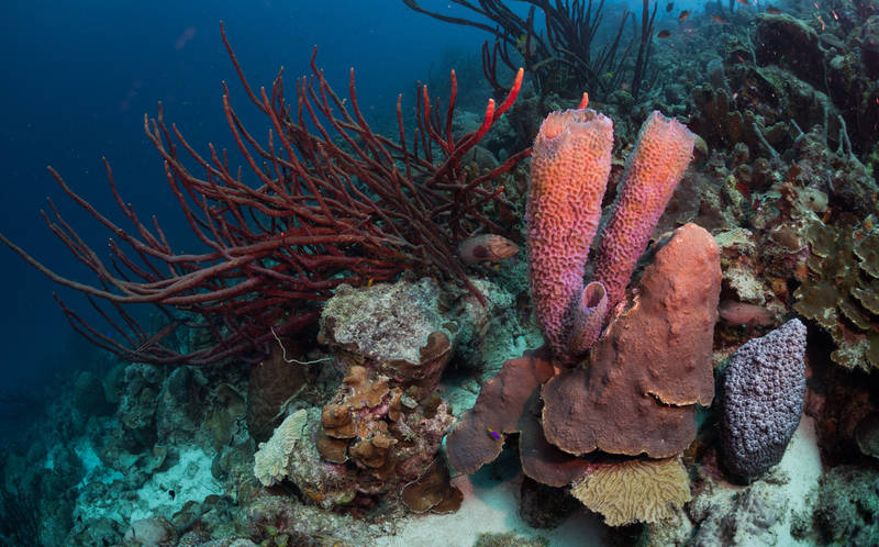 Dive The Best Reefs In The World